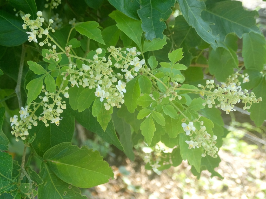 Paullinia (Jardin Botanico de Cali) · iNaturalist