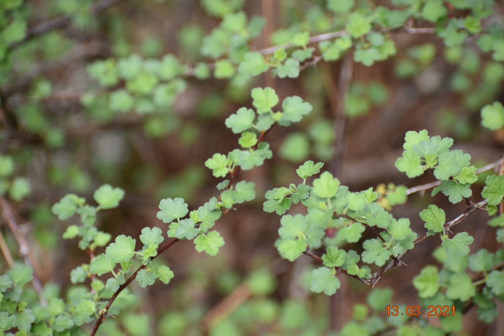 Granite Gooseberry from Dekalb County, GA, USA on March 13, 2021 at 01: ...
