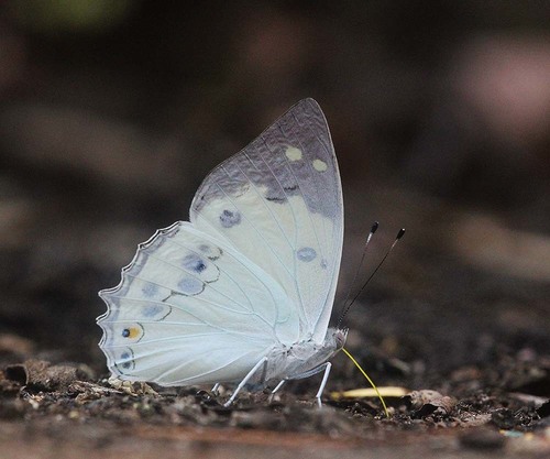 White Emperor (Helcyra hemina) · iNaturalist