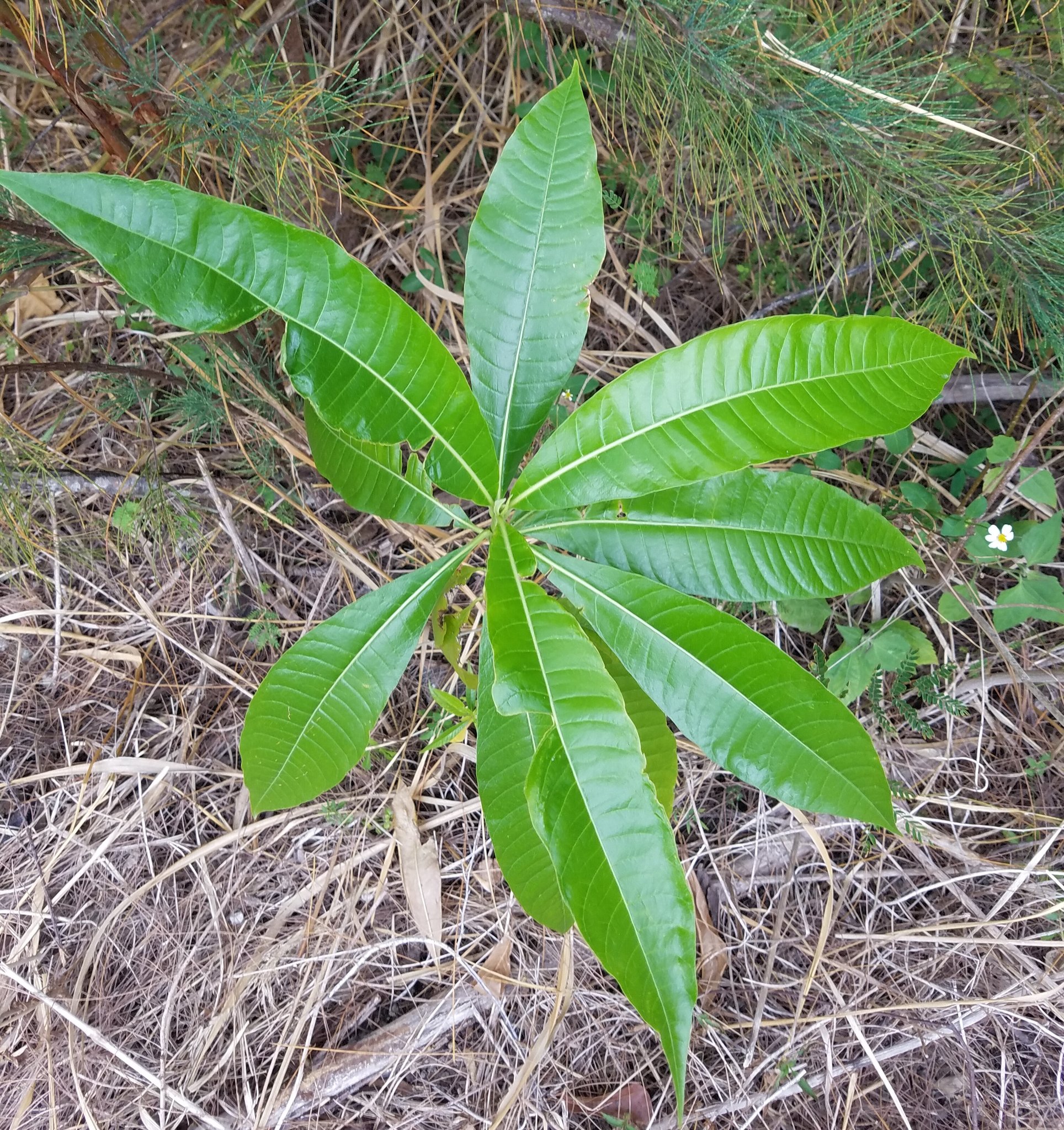 Alstonia macrophylla Wall. ex G.Don