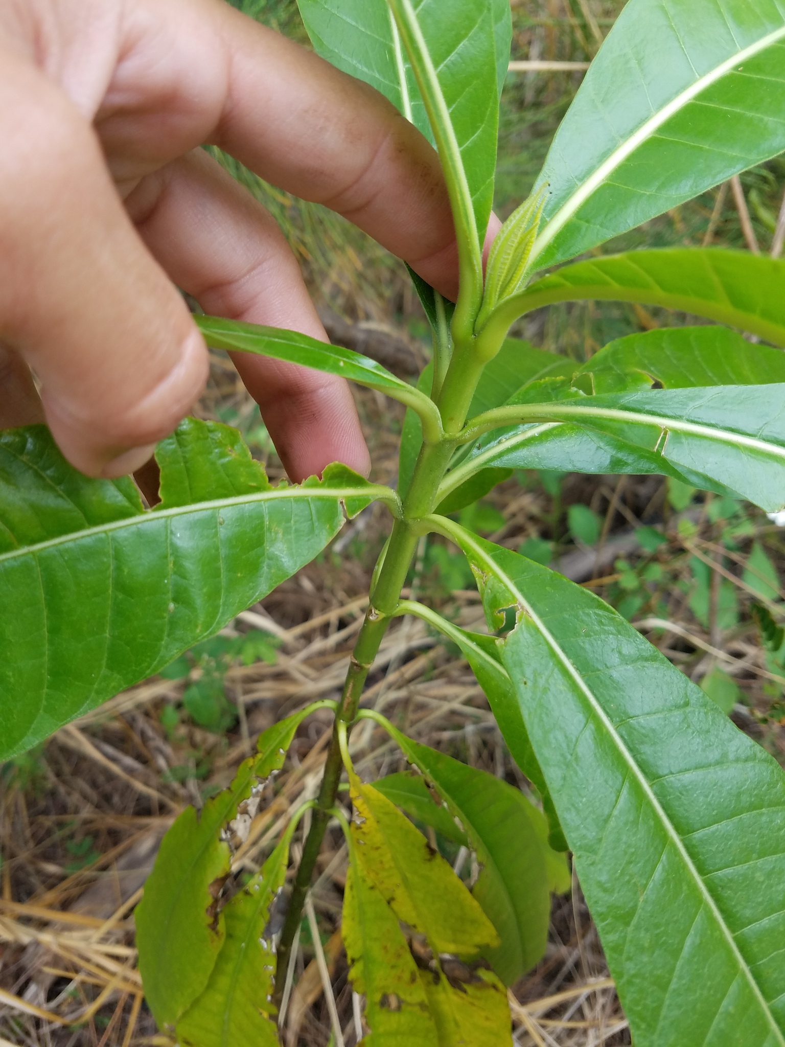 Alstonia macrophylla Wall. ex G.Don