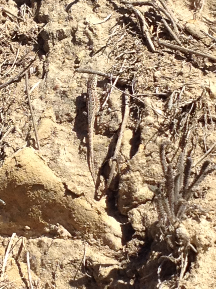 Common Side-blotched Lizard from San Nicolas Naval Facility, Channel Is ...