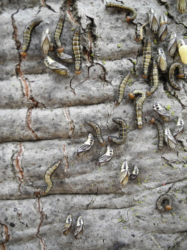 California Oak Moth (Insects of the American River Parkway) · iNaturalist