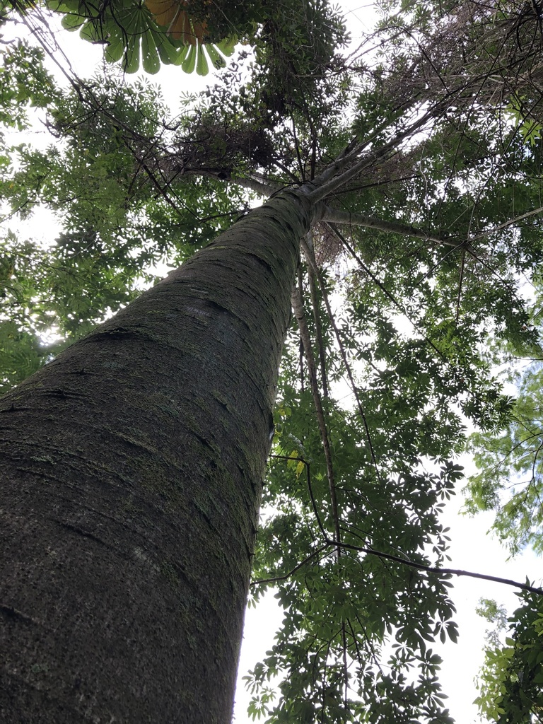 Wild Papaya (Jacaratia spinosa) - Botanical Realm