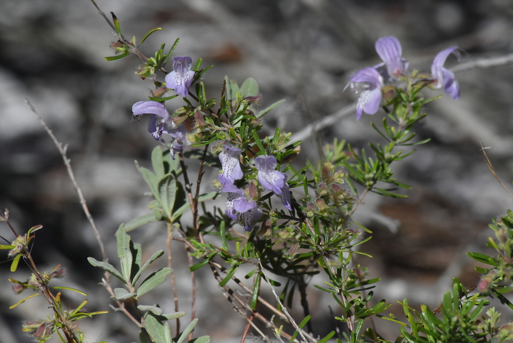 Largeflower False Rosemary (Conradina grandiflora) - Botanical Realm