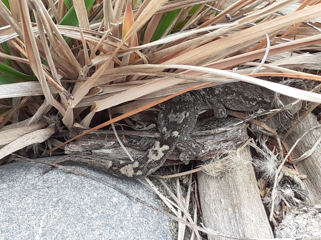 Raukawa Gecko in March 2021 by Richard Smale · iNaturalist