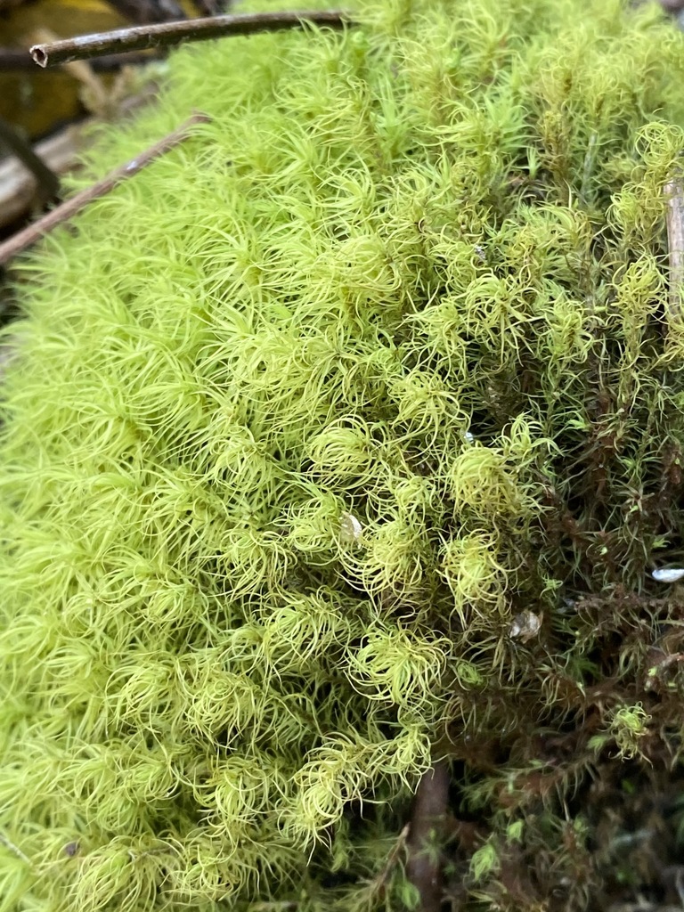 Common Apple-moss from St. Hwy 74, W of Wesser, Swain County, NC, USA ...