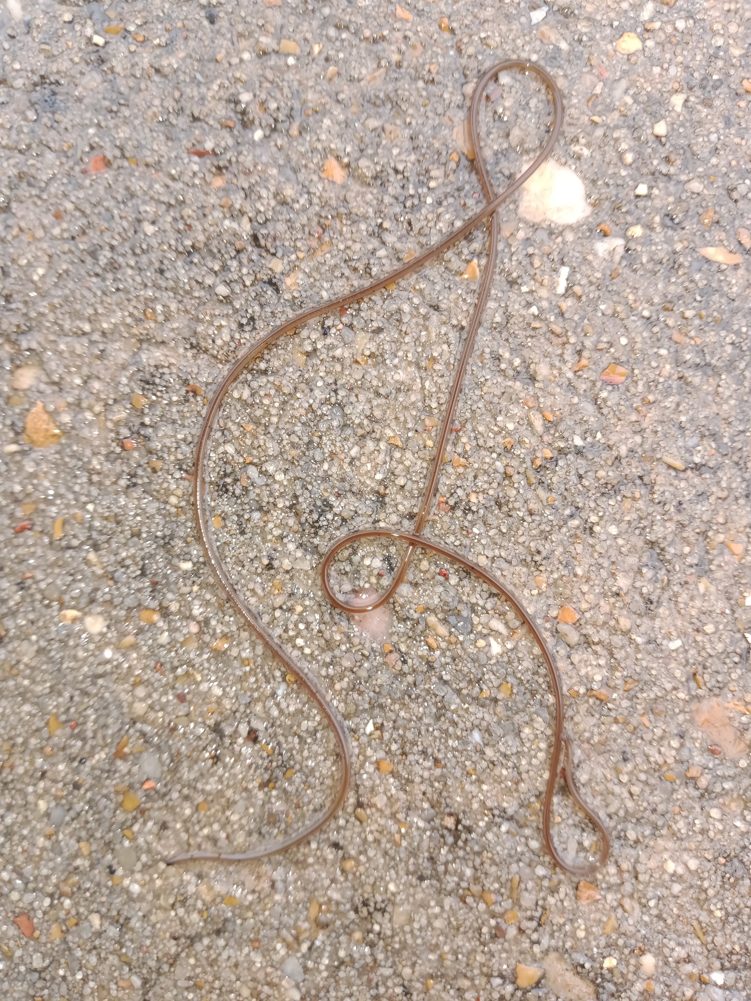 Nematomorpha