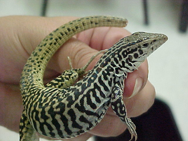 Marbled Whiptail in June 2006 by Ana Gatica Colima · iNaturalist