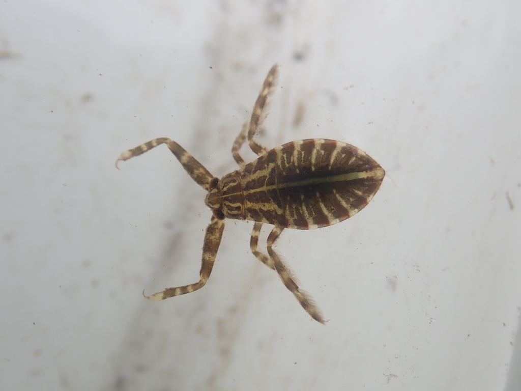 Oriental Giant Water Bug in June 2020 by kysk · iNaturalist