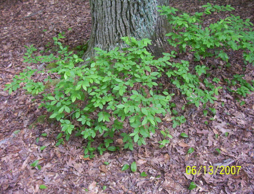 black huckleberry in June 2007 by Chuck Thomas. several plants growing ...