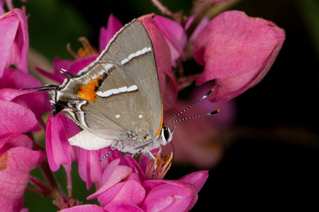 Caribbean Scrub-Hairstreak (Butterflies of Montserrat) · iNaturalist NZ