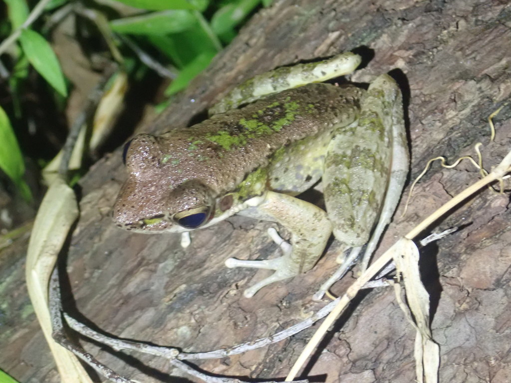 Amami Tip-nosed Frog in October 2019 by kysk · iNaturalist