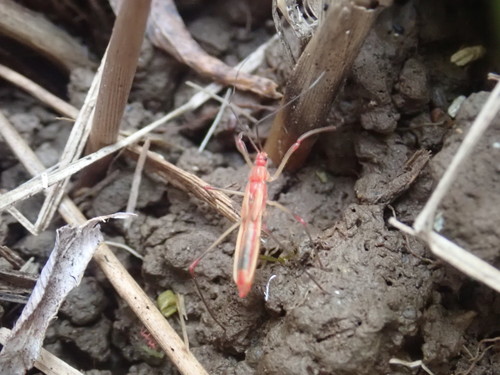 Polytoxus ruber · iNaturalist