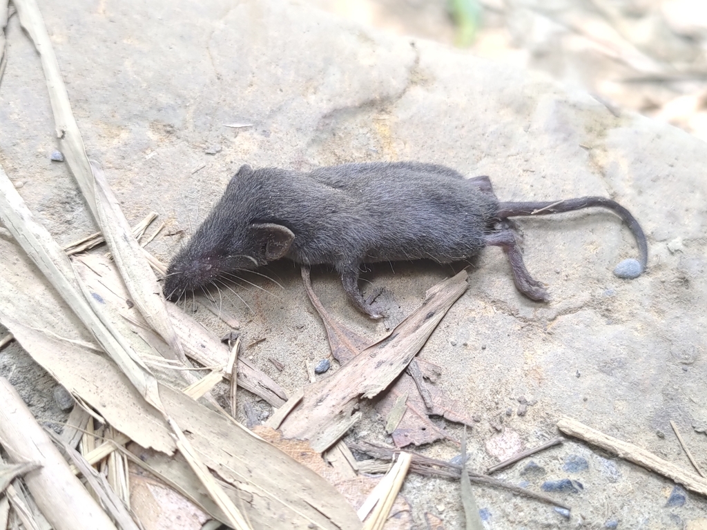 Taiwanese Gray Shrew from 646台灣雲林縣古坑鄉桂林村 on March 20, 2021 at 11:26 AM ...