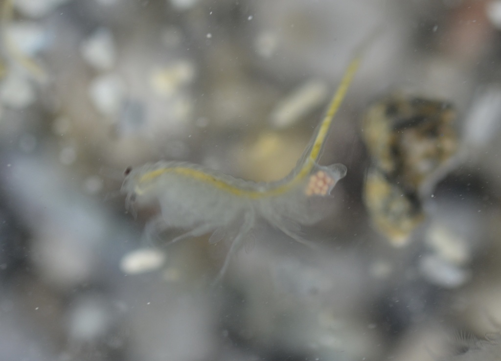 Mono Lake Brine Shrimp in August 2019 by Cricket Raspet · iNaturalist