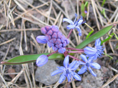 Alpine Squill (Plants of Saxony) · iNaturalist