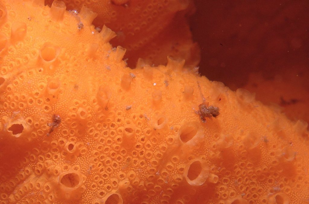 Chain tunicate from Rosedale New South Wales, Australia on December 12 ...