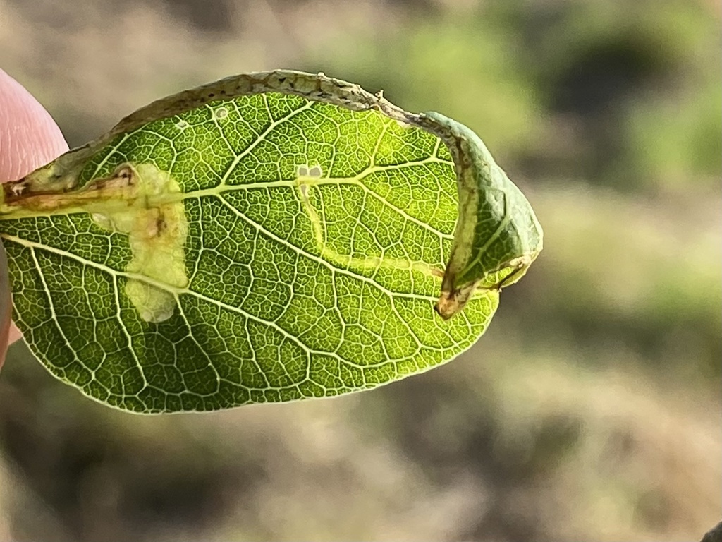 Agromyza from Resaca de la Palma State Park, Brownsville, TX, US on ...