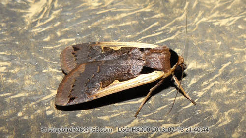 Dichagyris triangularis · iNaturalist