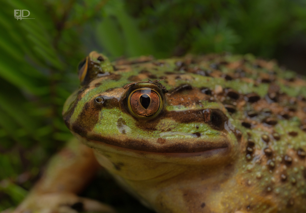 Helmeted Water Toad in January 2020 by eidalejandro · iNaturalist