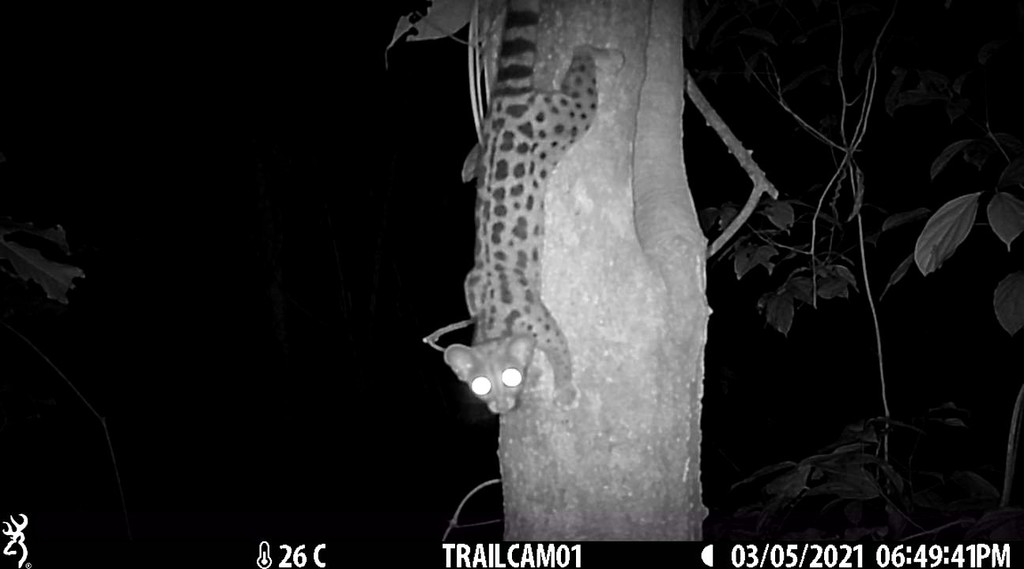 Central African Oyan (Poiana richardsonii) - Know Your Mammals