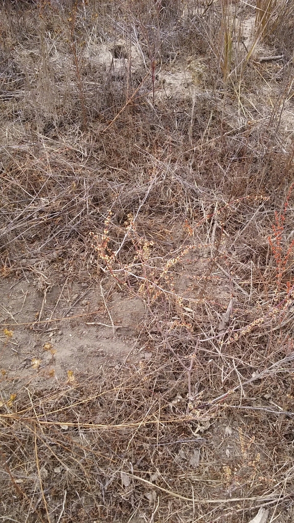 Slender Woolly Buckwheat from Santa Rosa Plateau Ecological Reserve ...