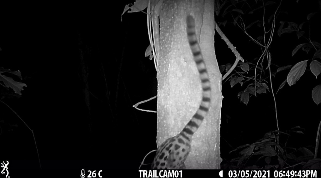 Central African Oyan (Poiana richardsonii) - Know Your Mammals