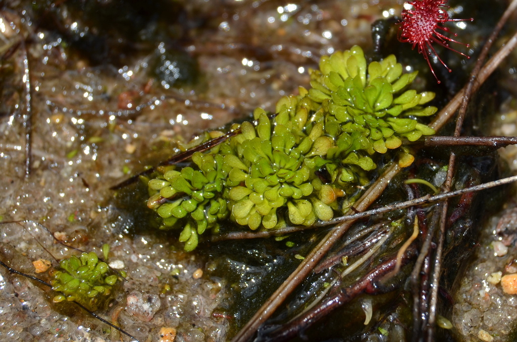 Genlisea margaretae in March 2017 by Thilo Krueger · iNaturalist