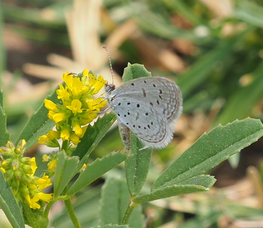 Tiny Grass Blue from Namibia on September 21, 2018 at 12:26 PM by Phil Benstead · iNaturalist