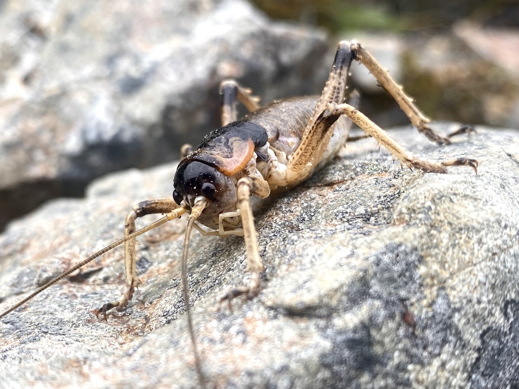 Scree Weta from Korowai/Torlesse Tussocklands Park, Castle Hill, 坎特伯雷 ...