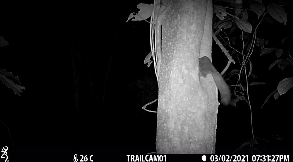 Nagtglas's African Dormouse (Graphiurus nagtglasii) - Know Your Mammals