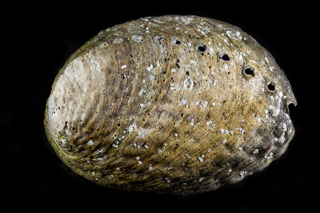 Blackfoot Paua from Mount Maunganui, New Zealand on March 17, 2021 at ...