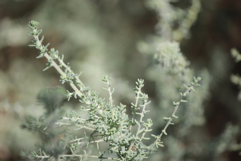 Short-leaf Bluebush from Adelaide, South Australia, Australia on March ...