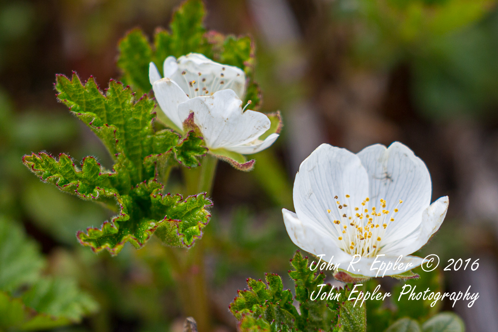 cloudberry from Yukon-Koyukuk, AK, USA on June 7, 2016 at 03:08 PM by ...