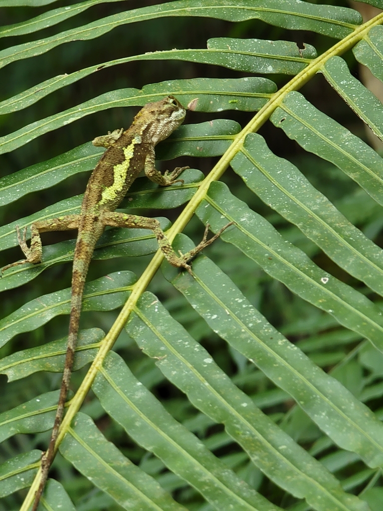 Okinawa Tree Lizard in March 2021 by 汪俊良 · iNaturalist