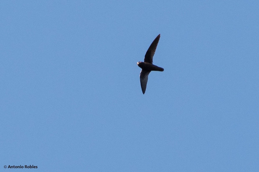 White-fronted Swift from Xalisco, Nay., México on March 19, 2021 at 09: ...