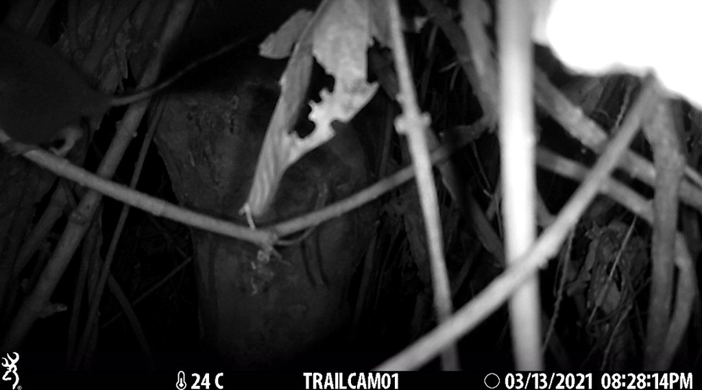 Flightless Anomalure from Bayanga, Djomo, Central African Republic on ...