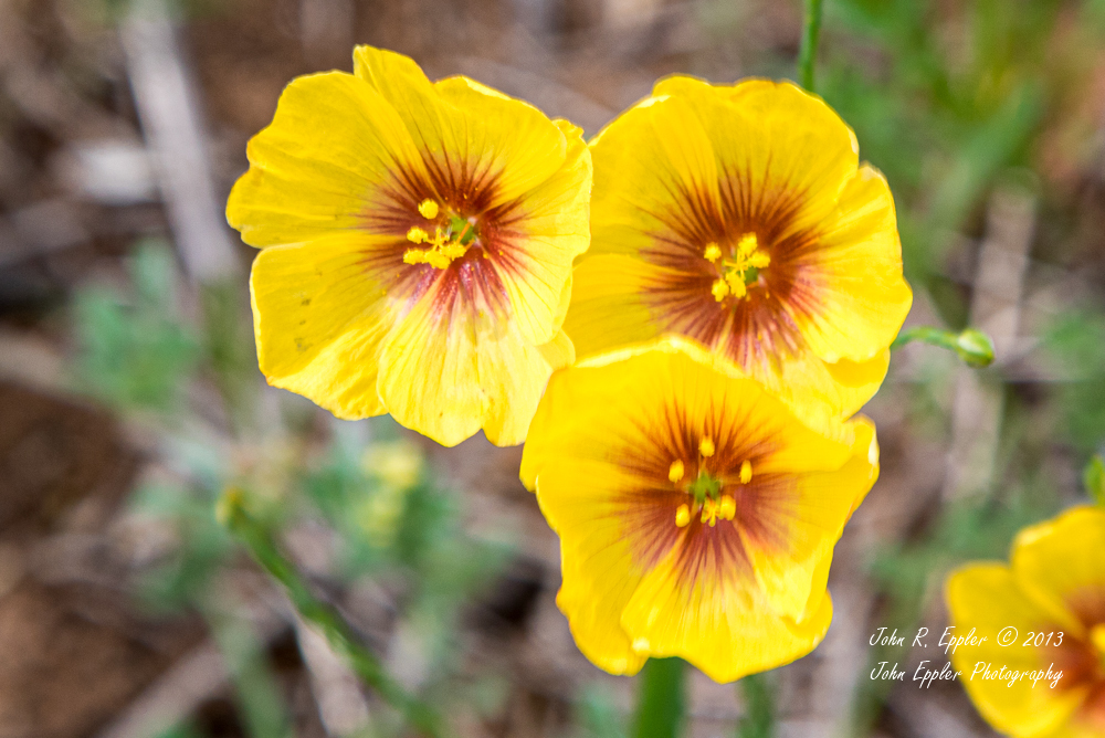 Texas Flax from Llano County, TX, USA on April 6, 2015 at 11:33 AM by ...