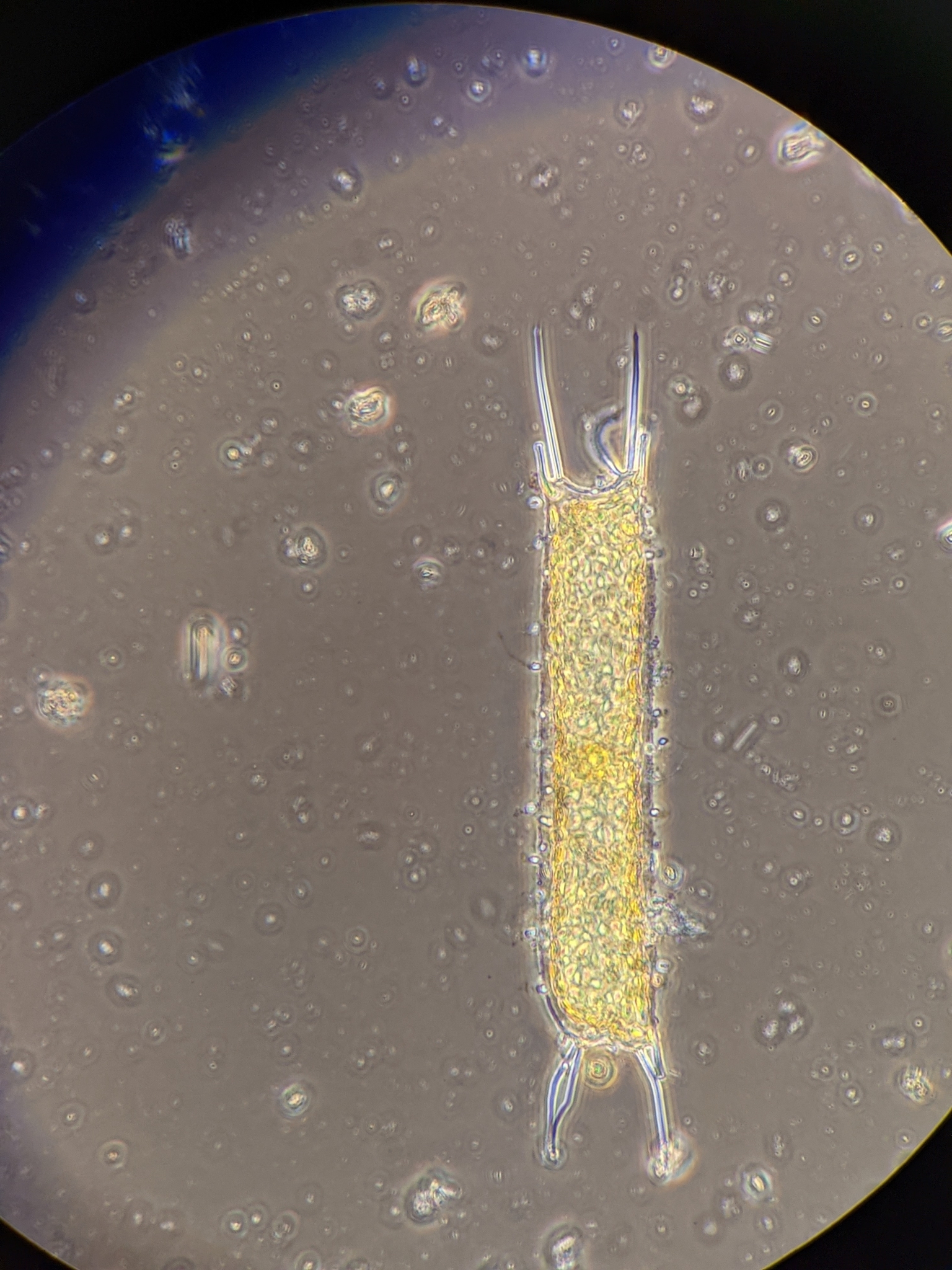 Biddulphia S.F.Gray, 1821