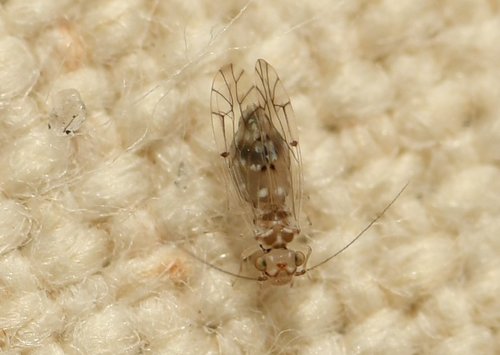 Lachesilla floridana · iNaturalist