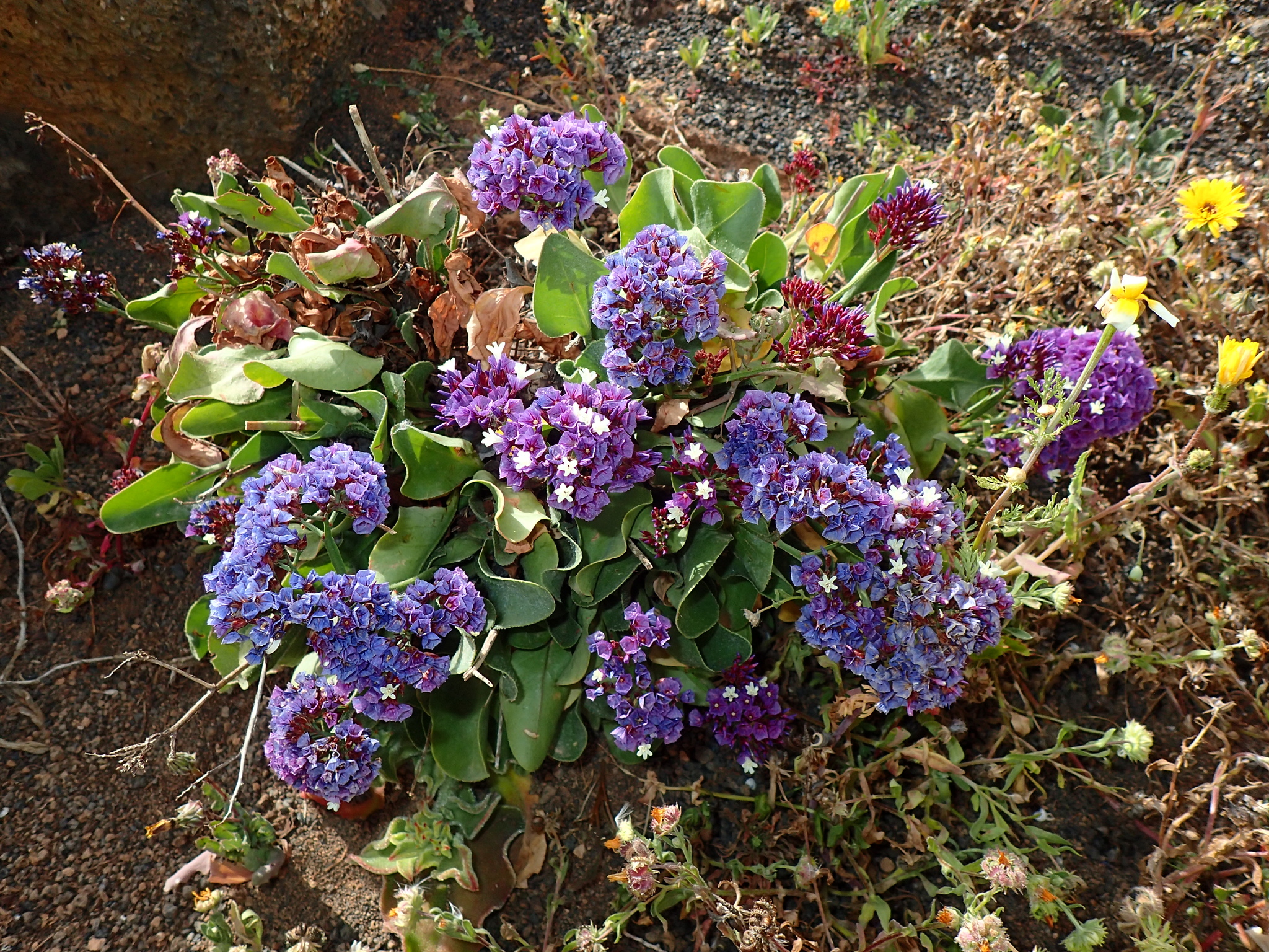Limonium puberulum (Webb) Kuntze