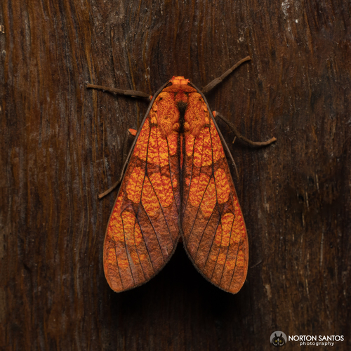 (Elysius conspersus)