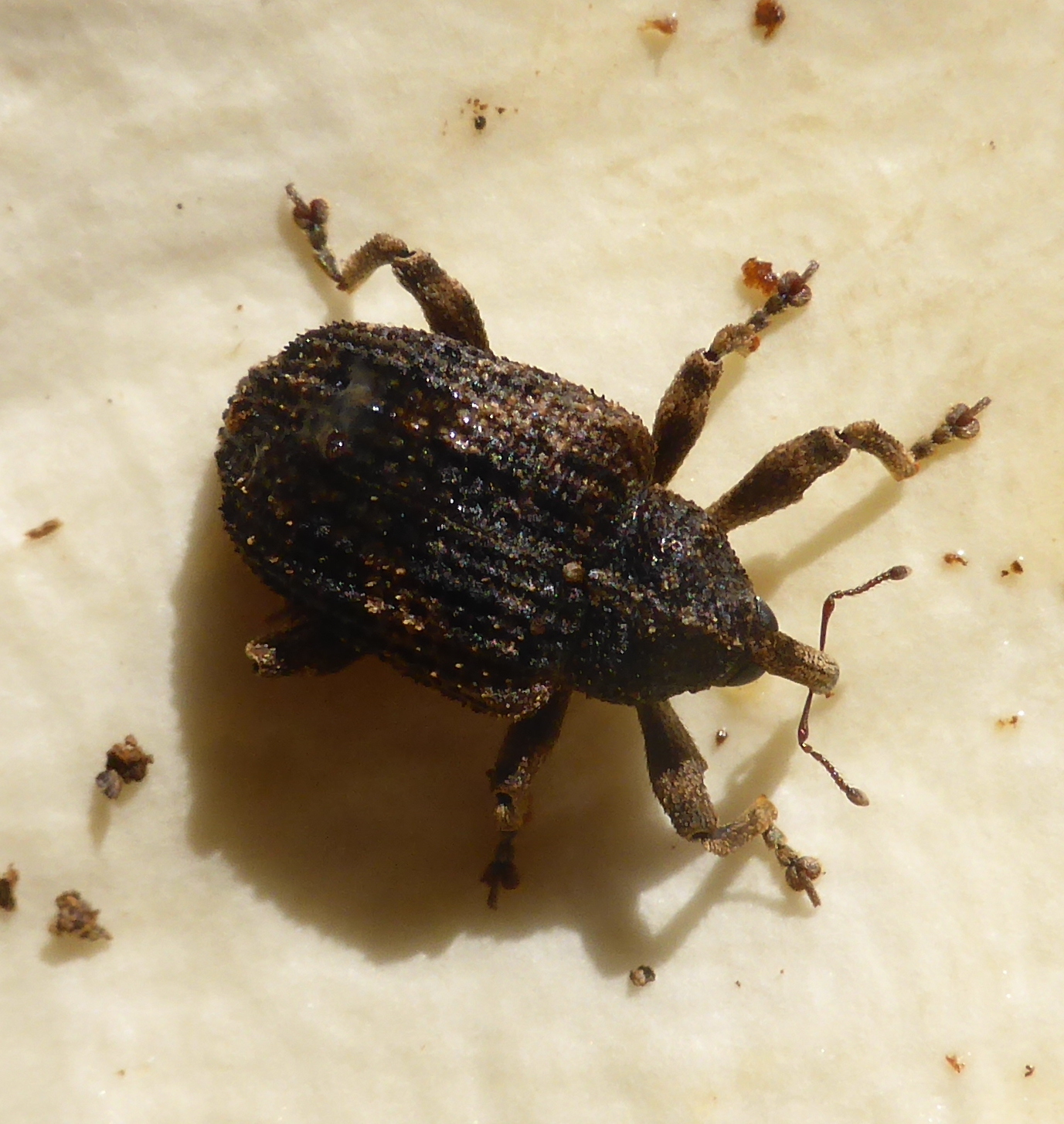 Sternochetus mangiferae (J.C.Fabricius, 1775)