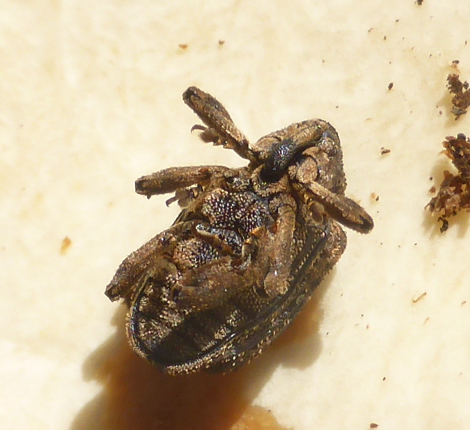 Sternochetus mangiferae (J.C.Fabricius, 1775)