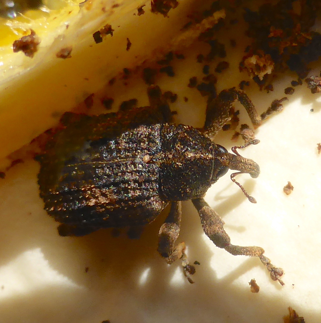 Sternochetus mangiferae (J.C.Fabricius, 1775)