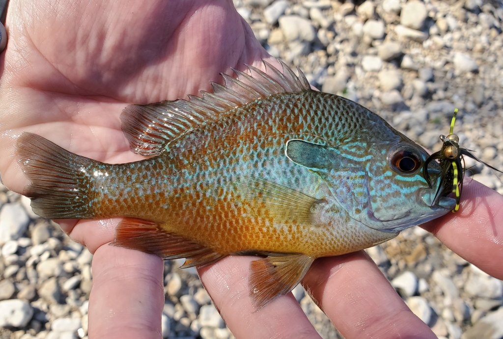 Plains Longear Sunfish from Del Valle, TX 78617, USA on March 19, 2021 ...