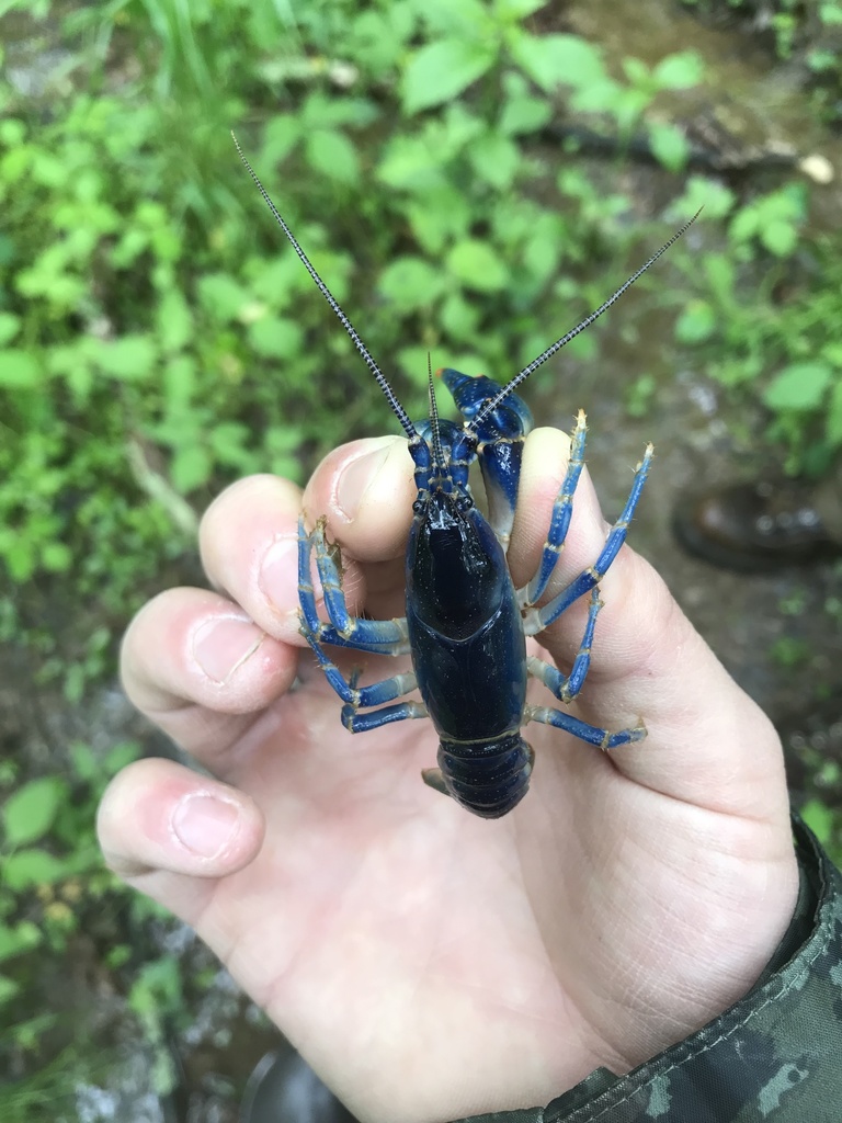 Blue Crayfish in May 2019 by jacobpryor · iNaturalist