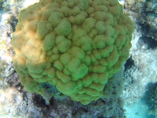 Mustard Hill Coral (Caribbean Coral: Shallow Water Stony Corals ...
