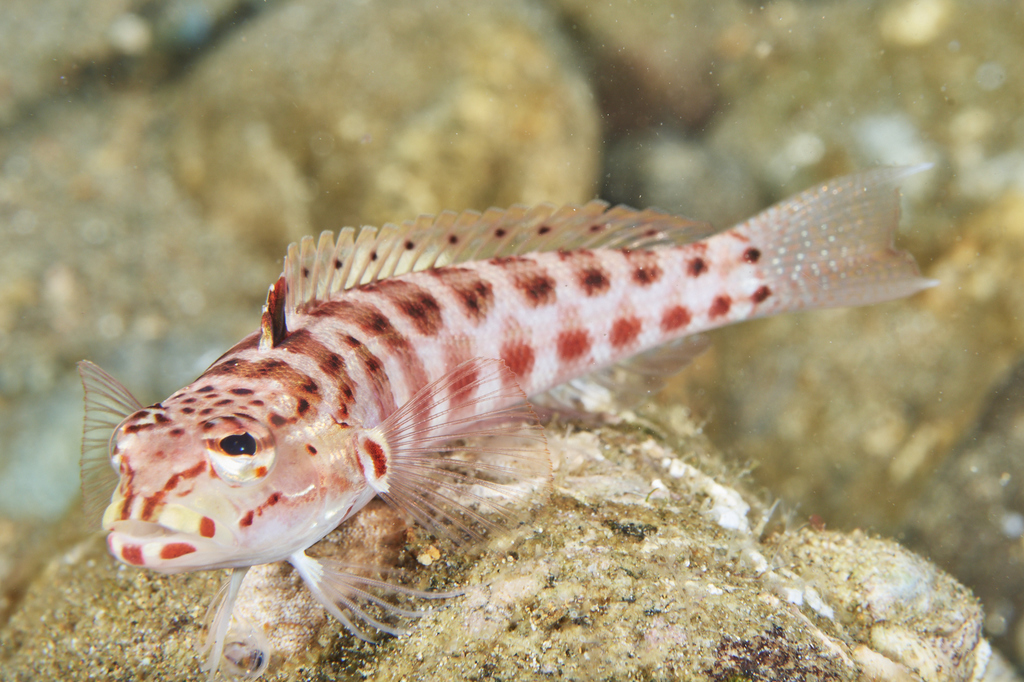 Redspotted Sandperch (Parapercis schauinslandii) - Marine Life ...
